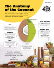 The Anatomy of a Coconut | Coco & Coir