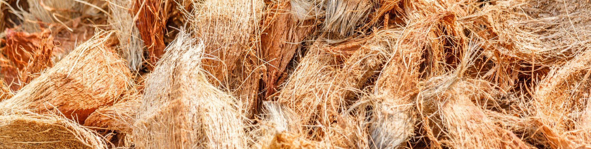 The Anatomy of a Coconut | Coco & Coir