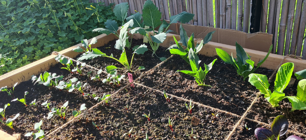 No-Dig Gardening For Beginners | Coco & Coir